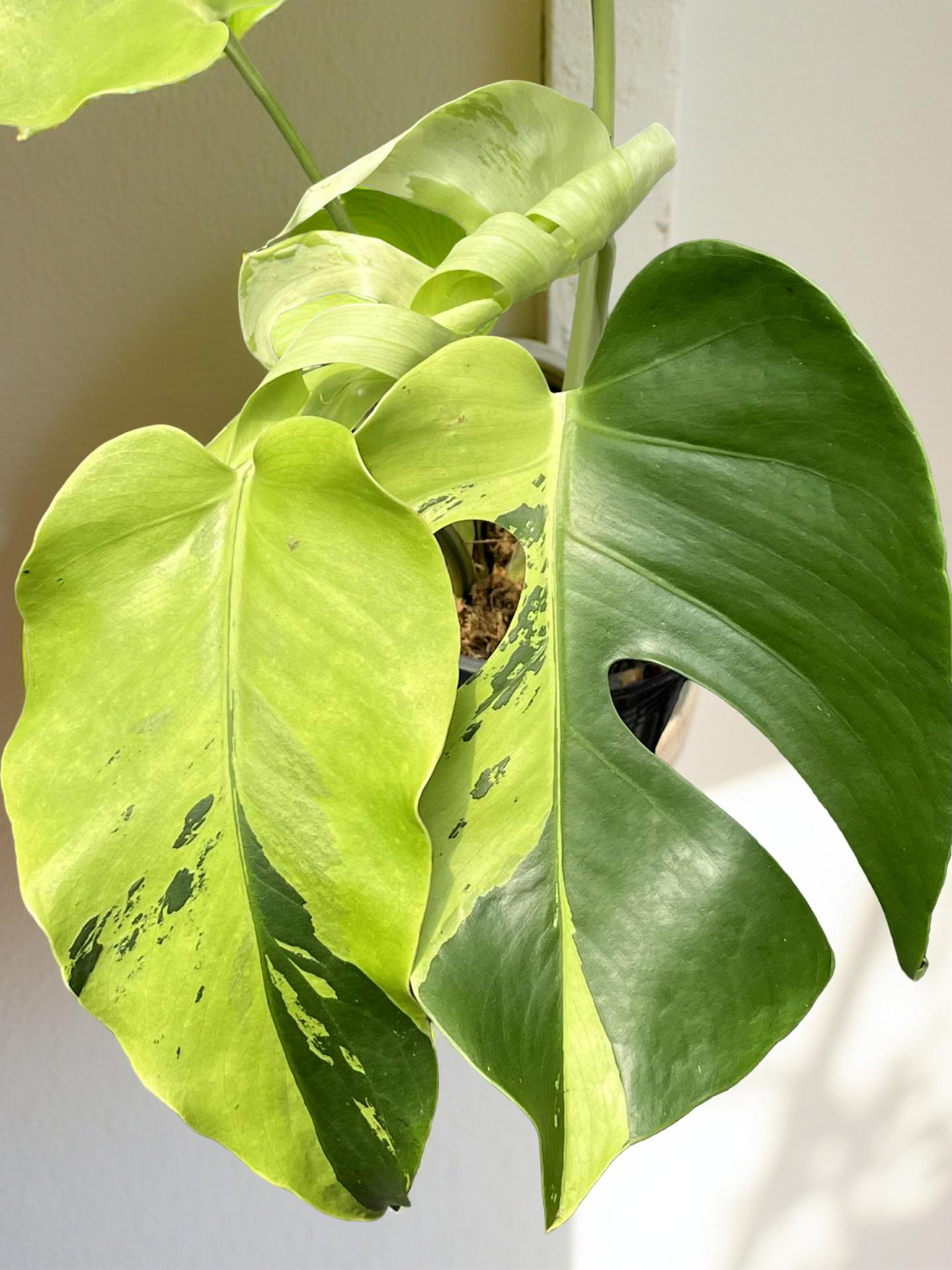 Winkelmandje - Panya's Variegated Plants