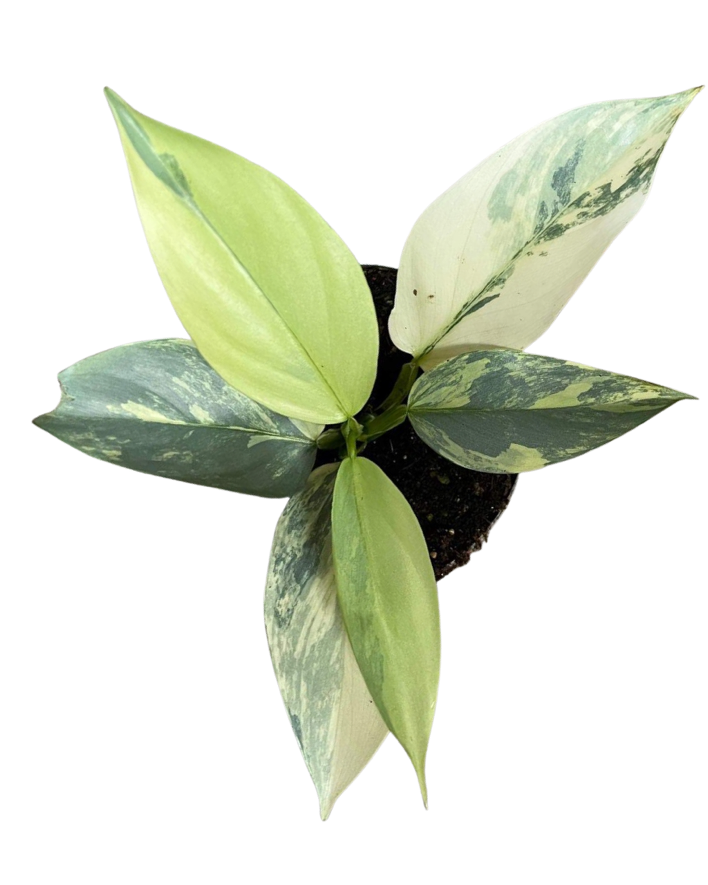 Winkelmandje - Panya's Variegated Plants